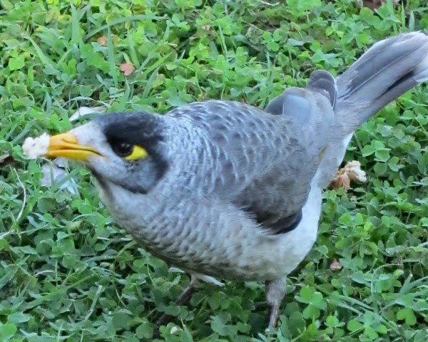 Noisy Miner | Project Noah