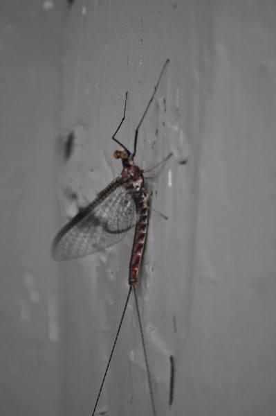 Giant Michigan Mayfly | Project Noah