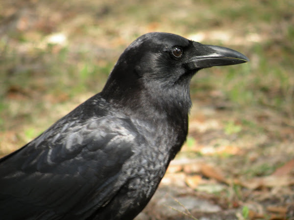 American crow | Project Noah