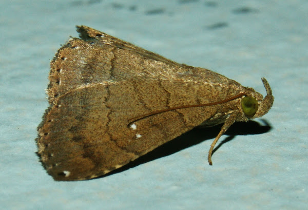 Dotted Carteris Moth | Project Noah