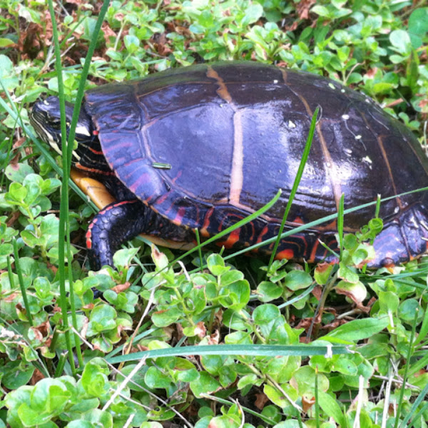 Painted turtle | Project Noah