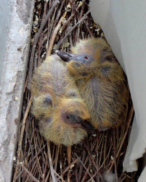 Baby Rock Pigeon | Project Noah