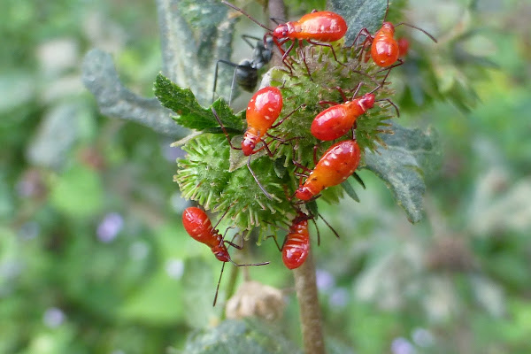 Cotton Stainer Bug nymph | Project Noah