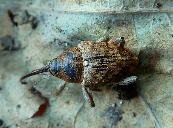 Acorn Weevil | Project Noah