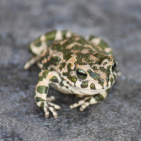 European Green Toad | Project Noah