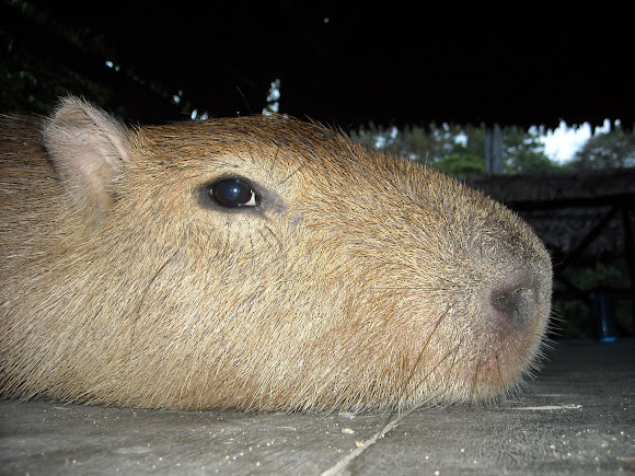 Capybara | Project Noah