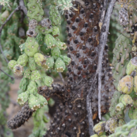 CHAIN-FRUIT CHOLLA / CHAIN CHOLLA / JUMPING CHOLLA | Project Noah