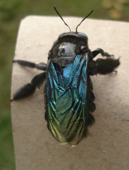 Carpenter Bee | Project Noah