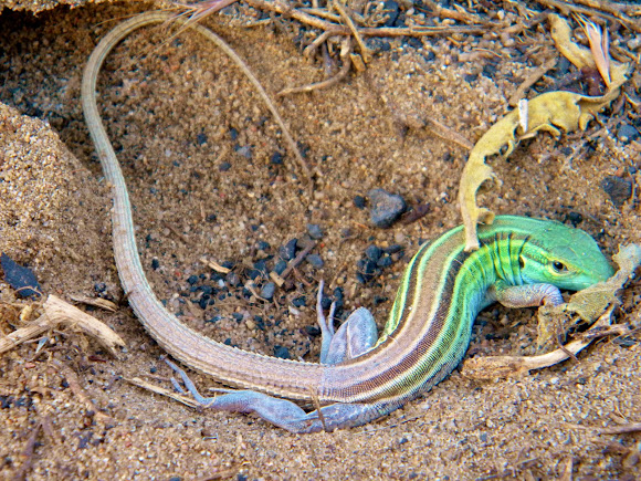 Prairie Racerunner | Project Noah