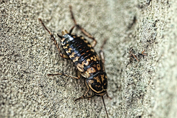 Harlequin Cockroach | Project Noah