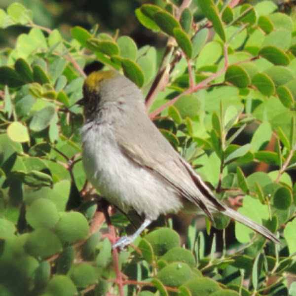 Verdin | Project Noah