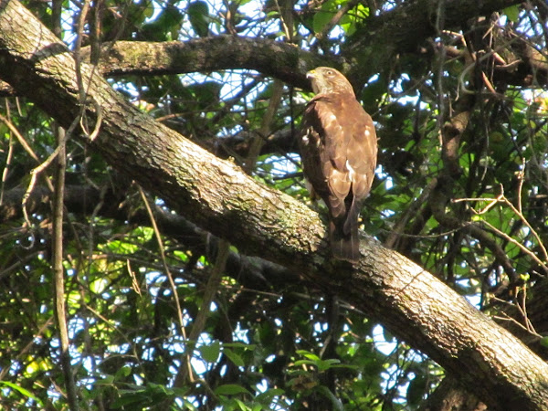 Broad-winged Hawk (juvenile) | Project Noah