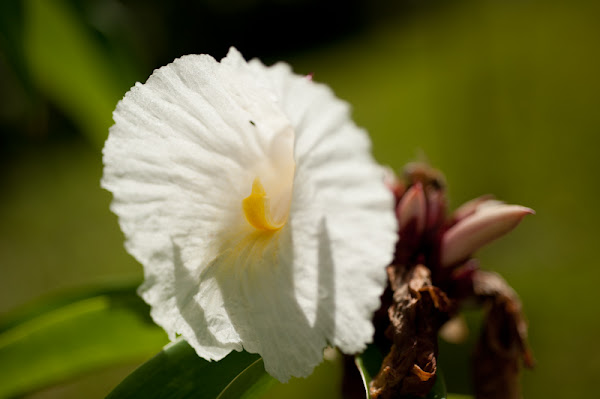 Crape ginger | Project Noah