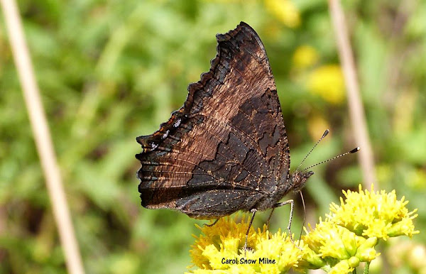 Milbert's Tortoiseshell Butterfly | Project Noah