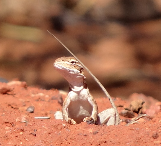 Central Military Dragon | Project Noah