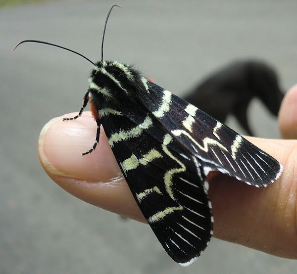 Mistletoe Moth | Project Noah
