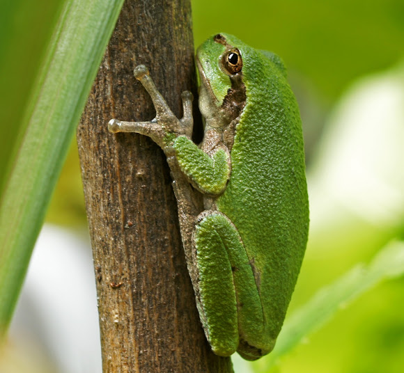 Gray/Cope's Gray Tree Frog | Project Noah