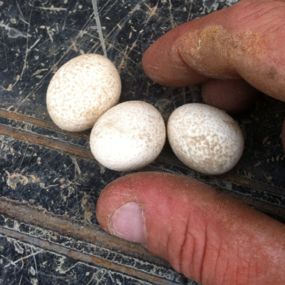 Northern Black Racer | Project Noah