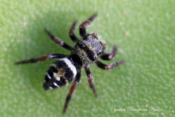 Jumping Spider (Juvenile) | Project Noah