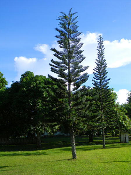 coral reef Araucaria | Project Noah