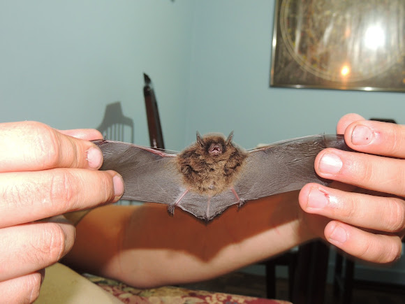 Mouse-Eared Bat | Project Noah