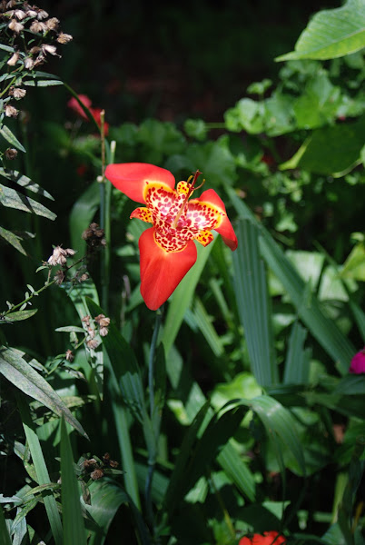 Tiger Flower or Flor del Jaguar | Project Noah