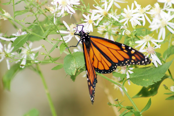 Monarch butterfly | Project Noah