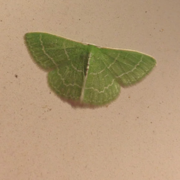 Wavy-lined Emerald Moth | Project Noah