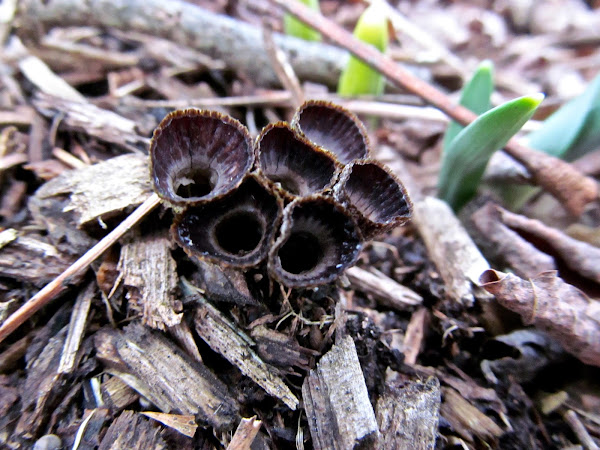 Bird's Nest Fungi | Project Noah