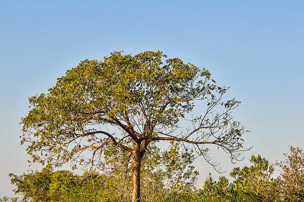 Gumbo-Limbo Tree | Project Noah