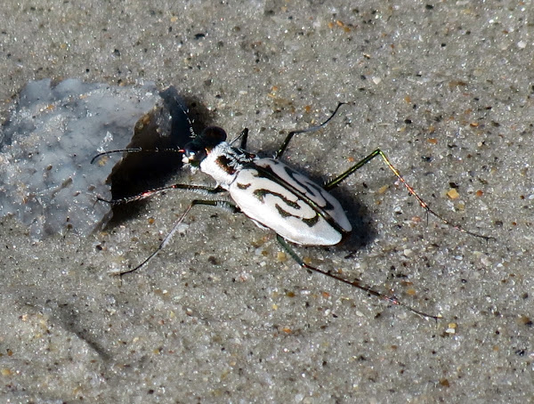 Southern white beach tiger beetle | Project Noah