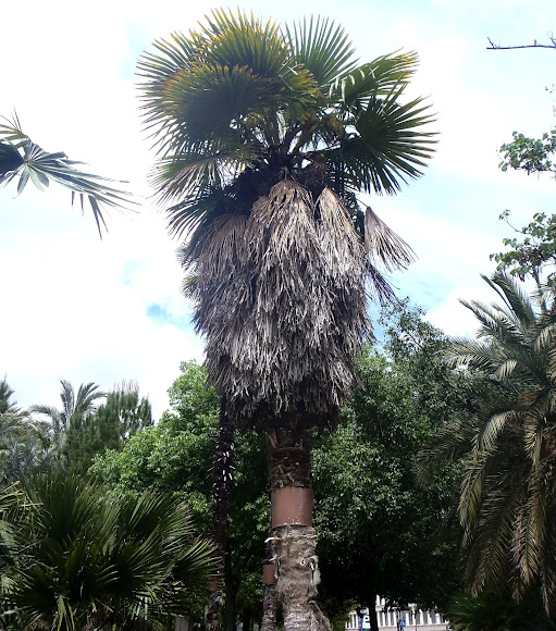 Palmera excelsa, Chinese Windmill Palm | Project Noah