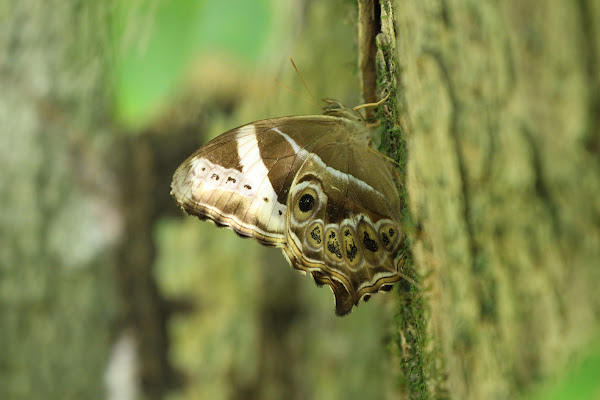 Bamboo Tree Brown | Project Noah