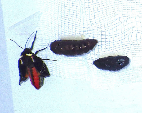 Saga of the Flag Moth - Part 9 | Project Noah