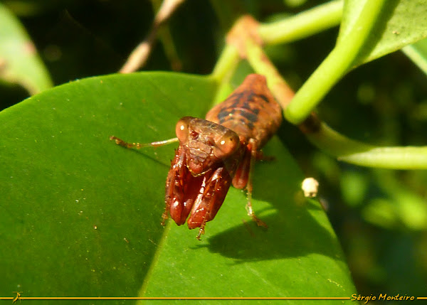 Louva-a-deus formiga (Ant mimicking mantis) | Project Noah