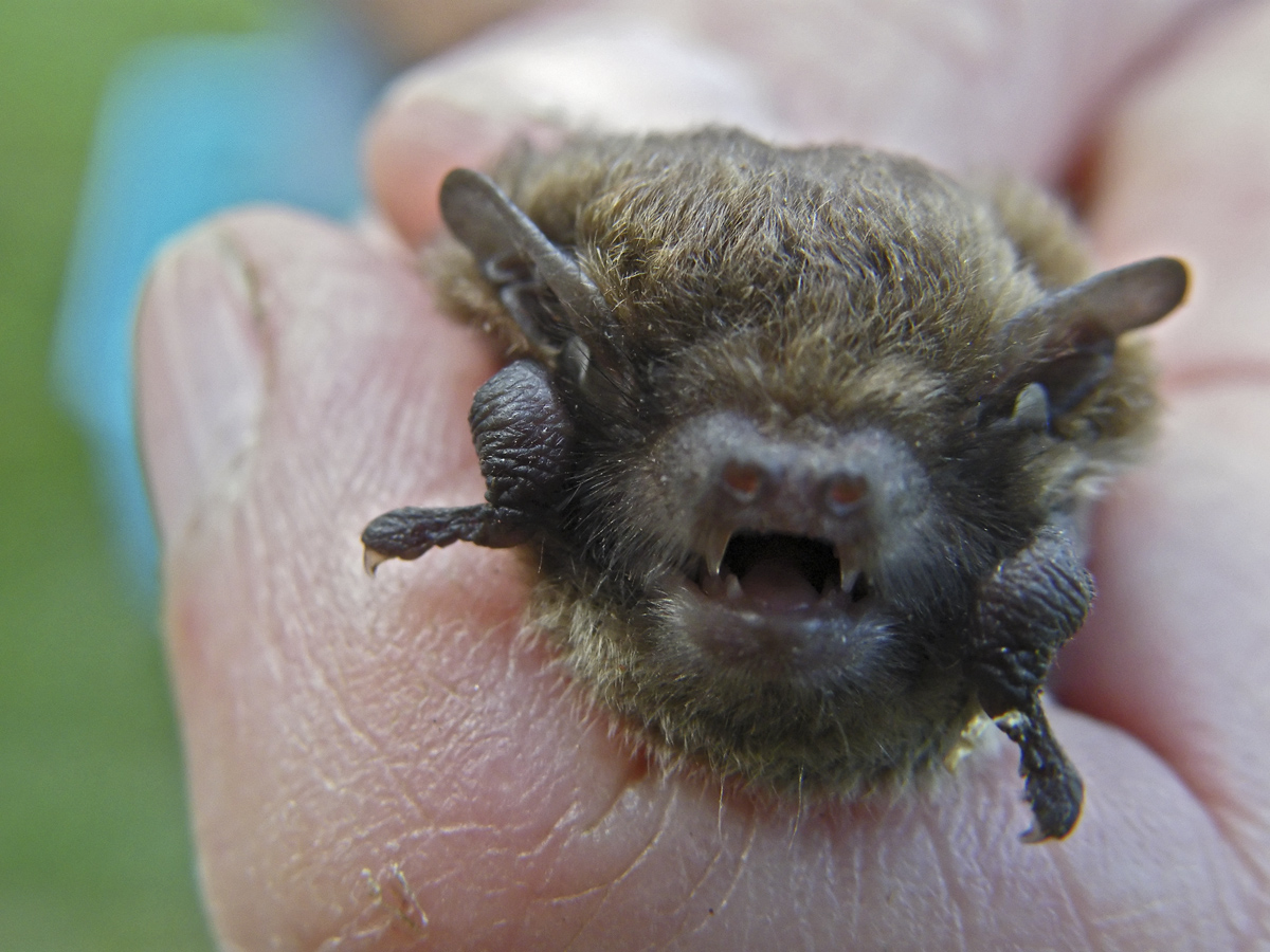 Microbat | Project Noah