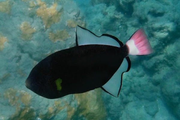 Pinktail Triggerfish | Project Noah