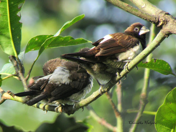 White rumped Munia | Project Noah
