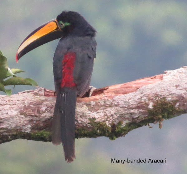 Many-banded Aracari | Project Noah