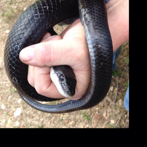 Black Rat Snake | Project Noah