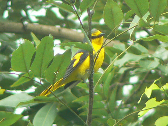 Orange Minivet | Project Noah