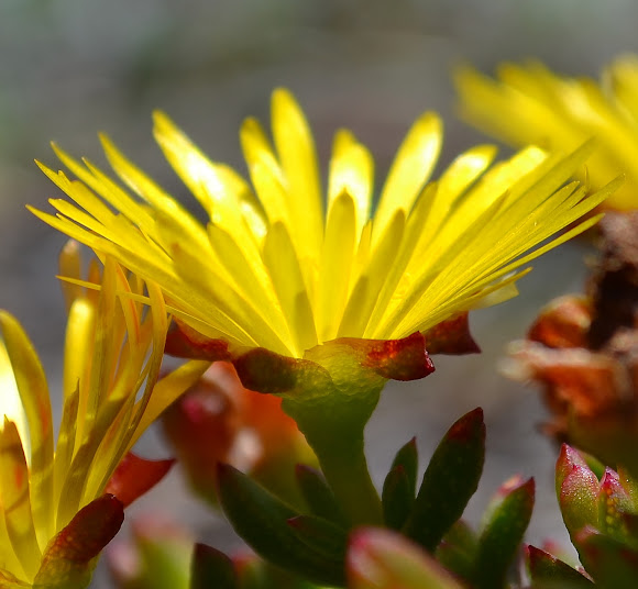 Bicoloured lampranthus | Project Noah