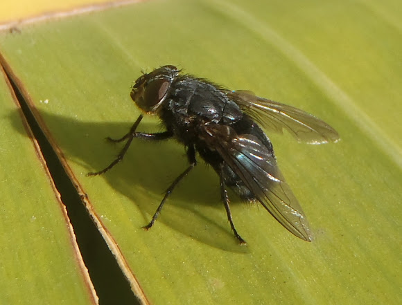 Mosca negra, moscarda | Project Noah