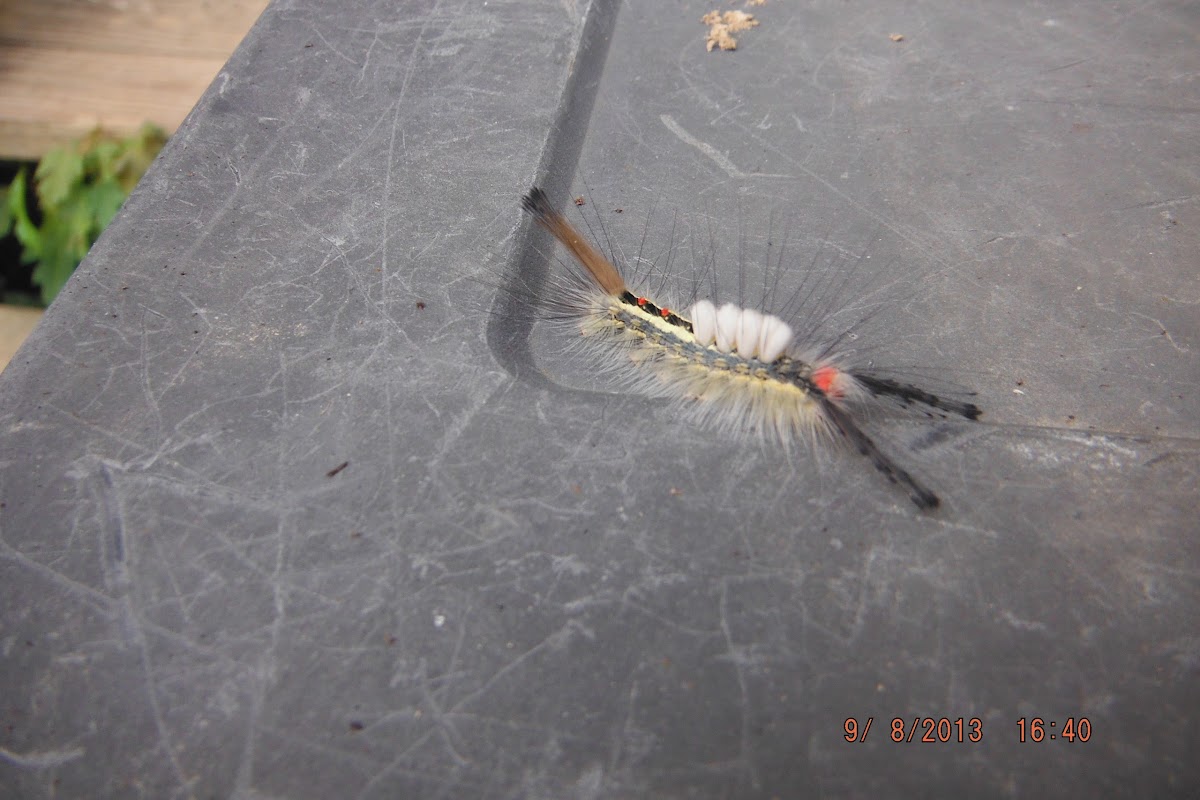 White marked tussock moth caterpillar | Project Noah
