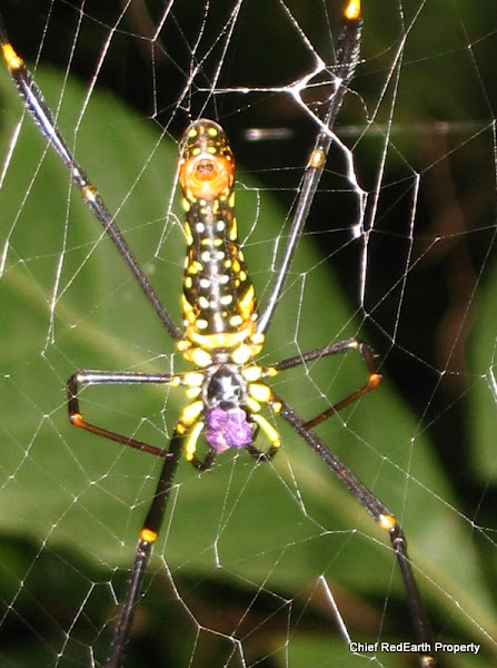 Spider | Project Noah