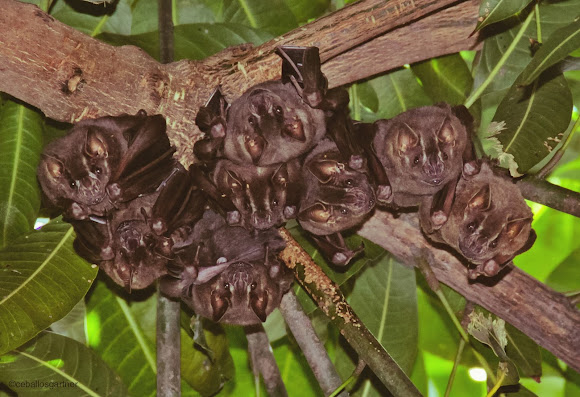 New World leaf-nosed bats | Project Noah