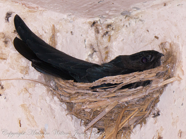 Glossy Swiftlet | Project Noah