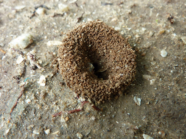 Ant hill | Project Noah