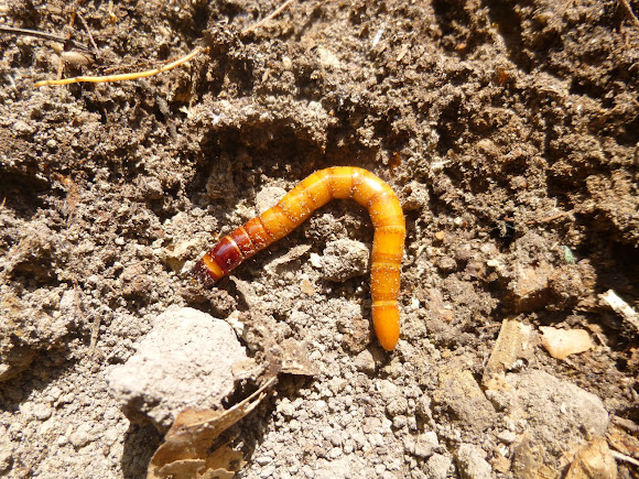 Large Wireworm | Project Noah