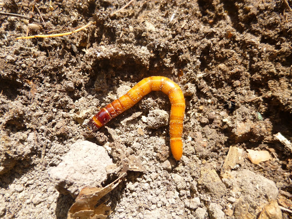 Large Wireworm | Project Noah